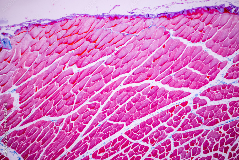 Characteristics of anatomy and Histological sample Striated (Skeletal ...