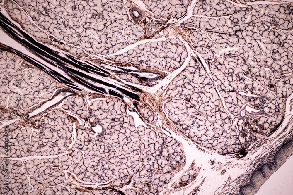 Characteristics of anatomy and Histological sample Striated (Skeletal ...