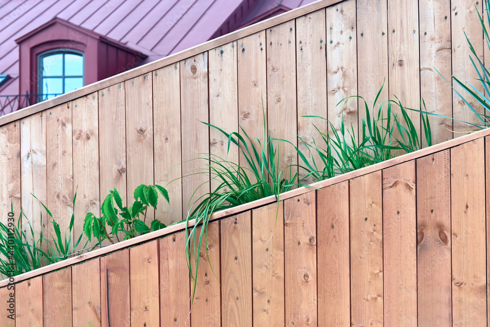 Decorative fresh, green grass grows in a garden wooden box. A public ...