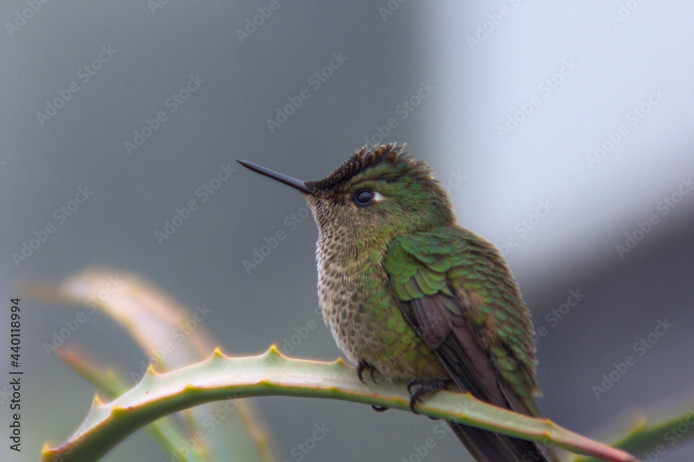 retrato closeup de de picaflor o colibri verde con penacho o cresta ...