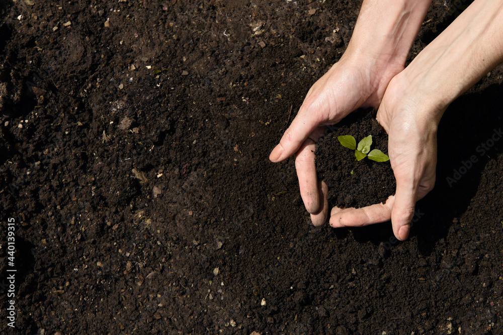 Close up hands holding sapling of young plants. Concept nature ...