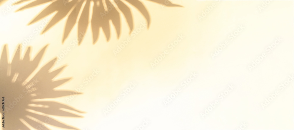 Leaf shadow summer background. Plant leaf shadows on white wall in ...