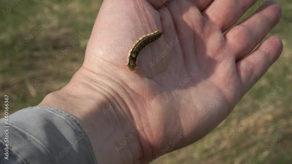 A striped caterpillar of the Drinker moth (Latin: Euthrix potatoria ...