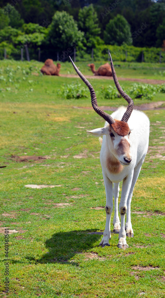 Addax, also known as the white antelope and the screwhorn antelope, is ...