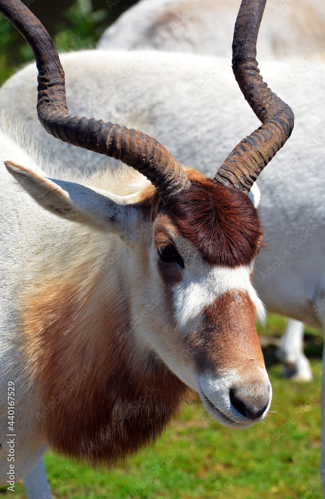 Addax, also known as the white antelope and the screwhorn antelope, is ...