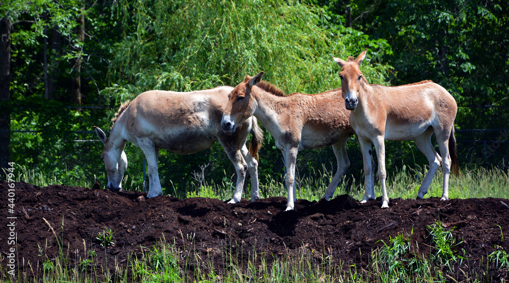 Photo & Art Print The onager (Equus hemionus), also known as hemione or ...