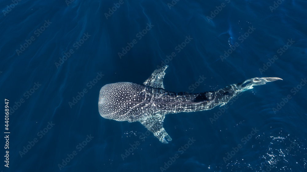 Foto de Whale shark from above do Stock | Adobe Stock
