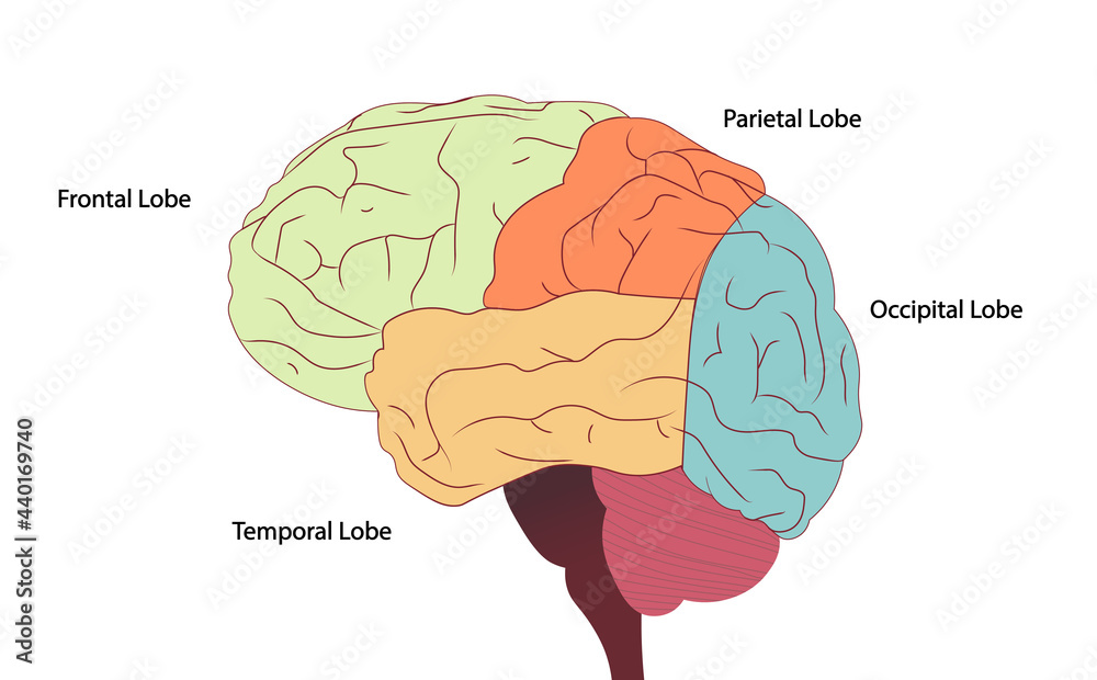 Human brain side view illustration divided in to Lobes. Brain Anatomy ...