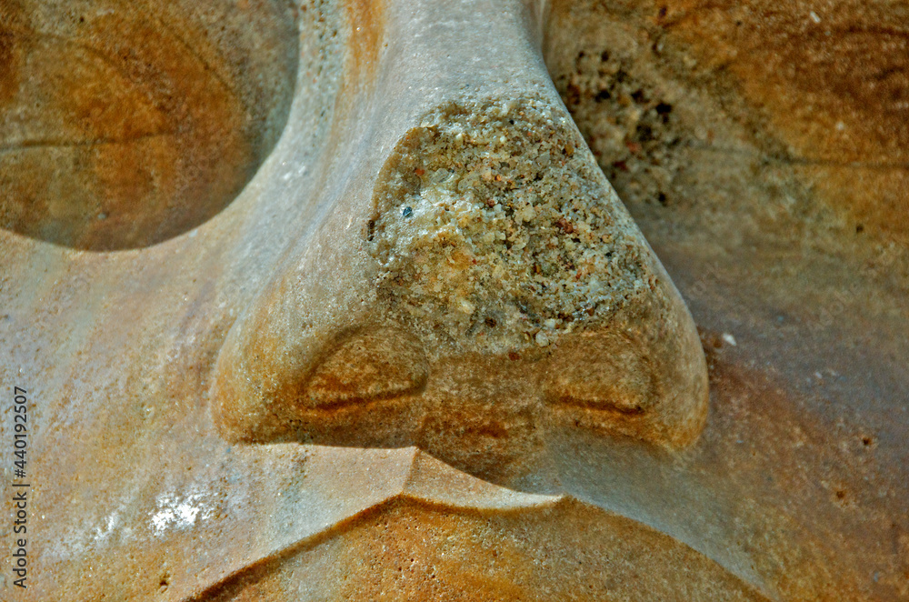 Closeup of broken nose exposing the sand grains of the metamorphosed ...