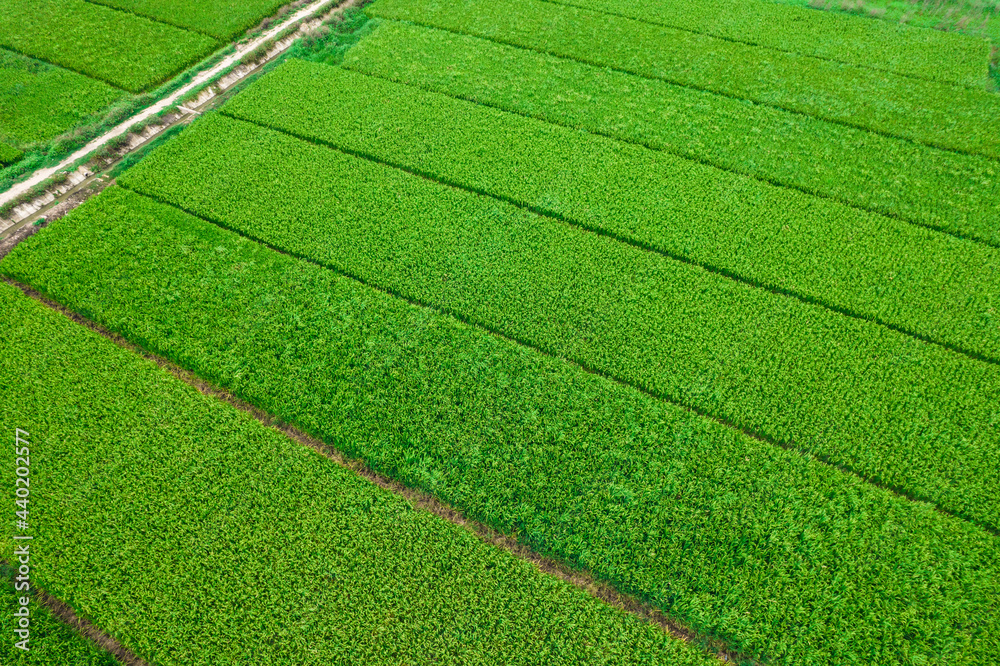 Aerial photos of rice fields Stock Photo | Adobe Stock