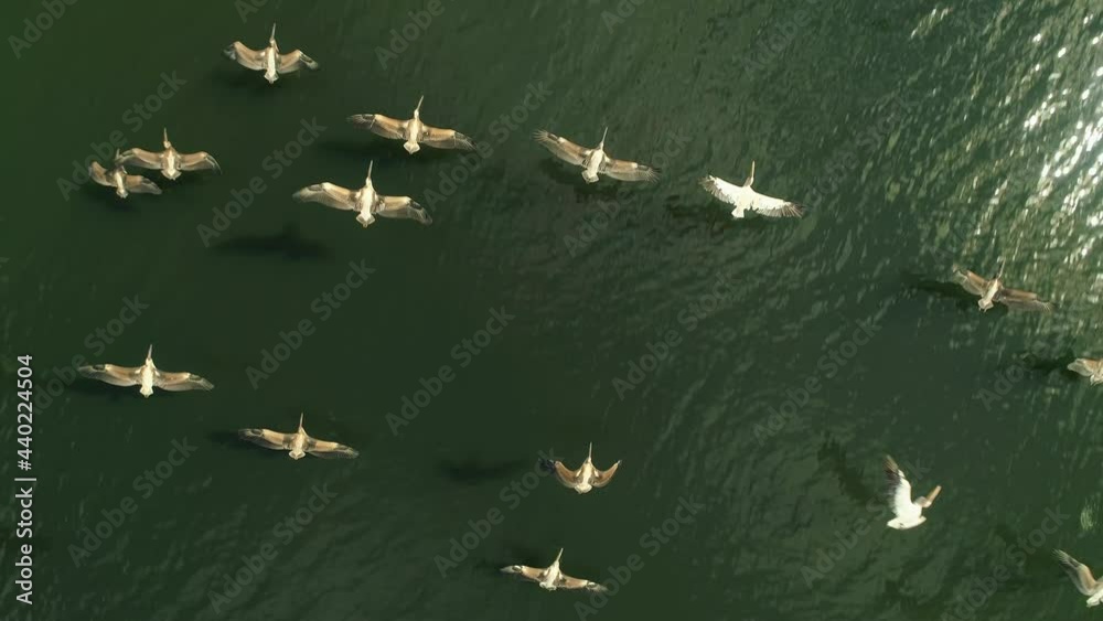 Vidéo Stock Drone top down beautiful birds large migratory pelicans ...