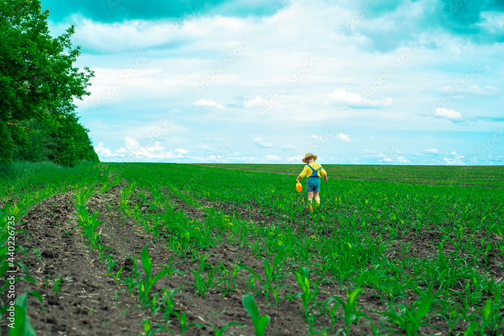 child in field, field, sky, green, landscape, grass, agriculture, blue ...