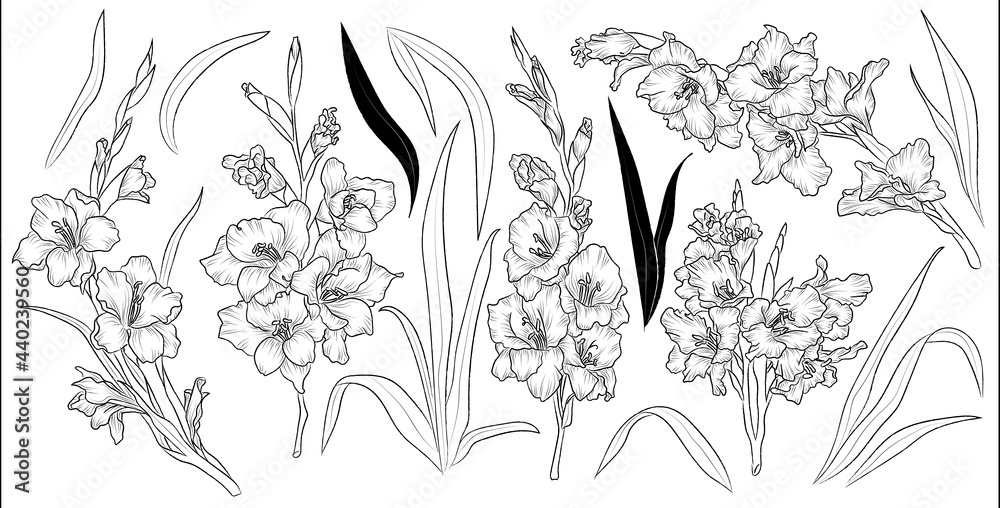 Gladiolus Flower Line Drawing | Best Flower Site
