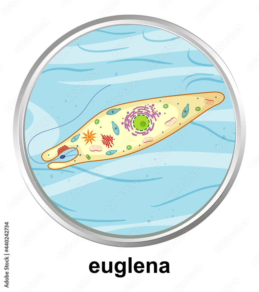 Anatomy structure of Euglena on white background Stock Vector | Adobe Stock