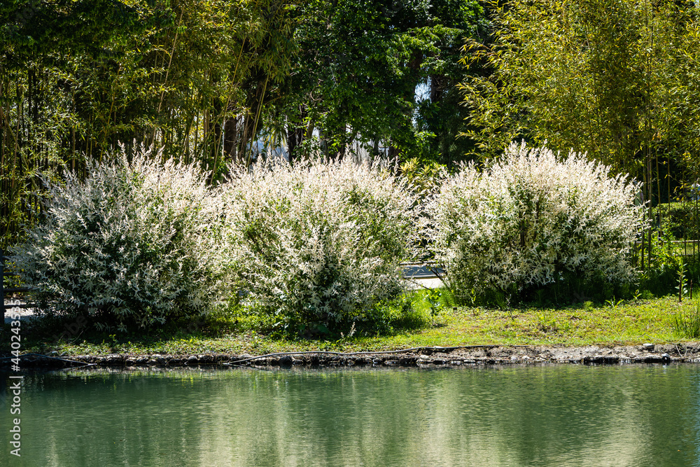 Large Bushes of Japanese whole-leaved willow, Salix Integra Hakuro ...