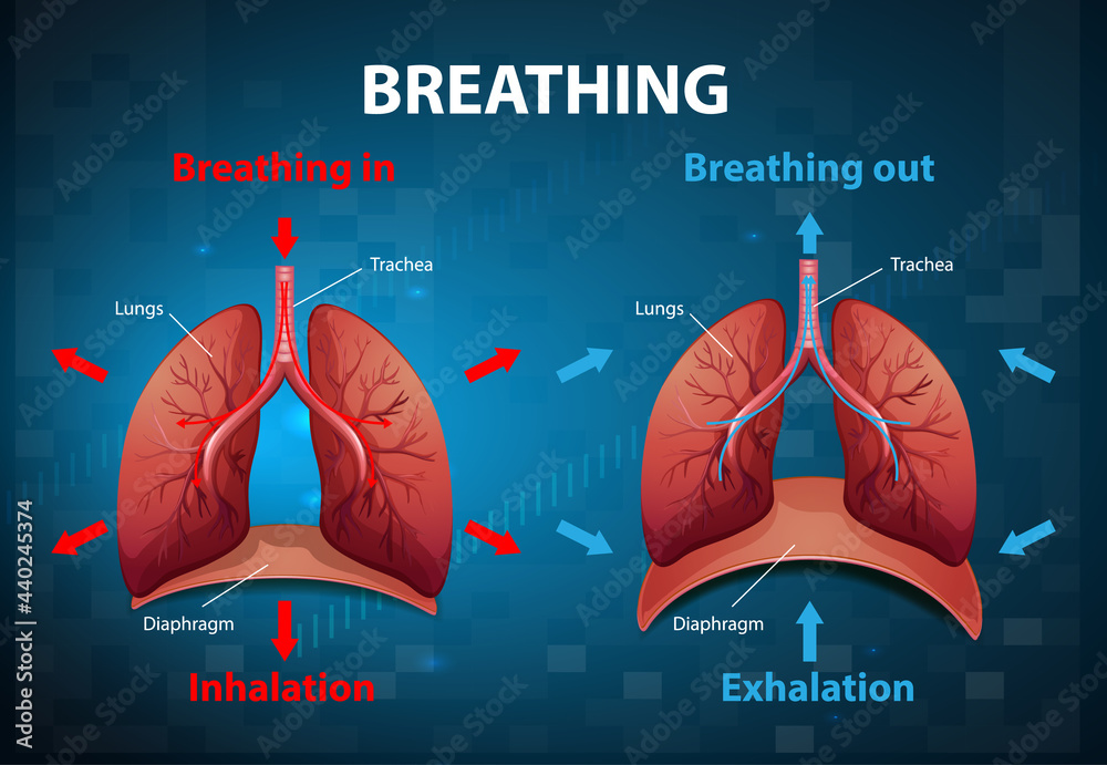 Poster The process of breathing explained – Wall Art | UkPosters
