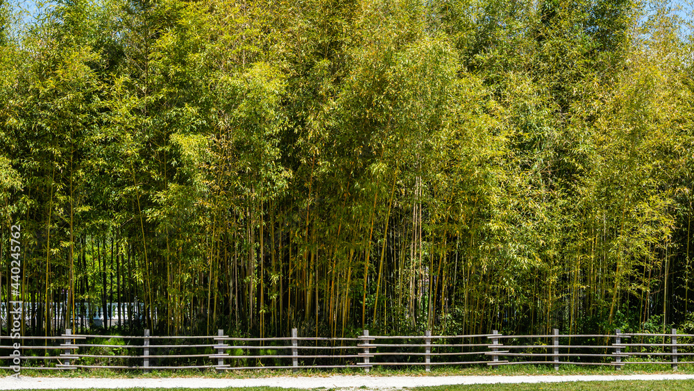 Thickets of evergreen graceful golden bamboo plants Phyllostachys ...
