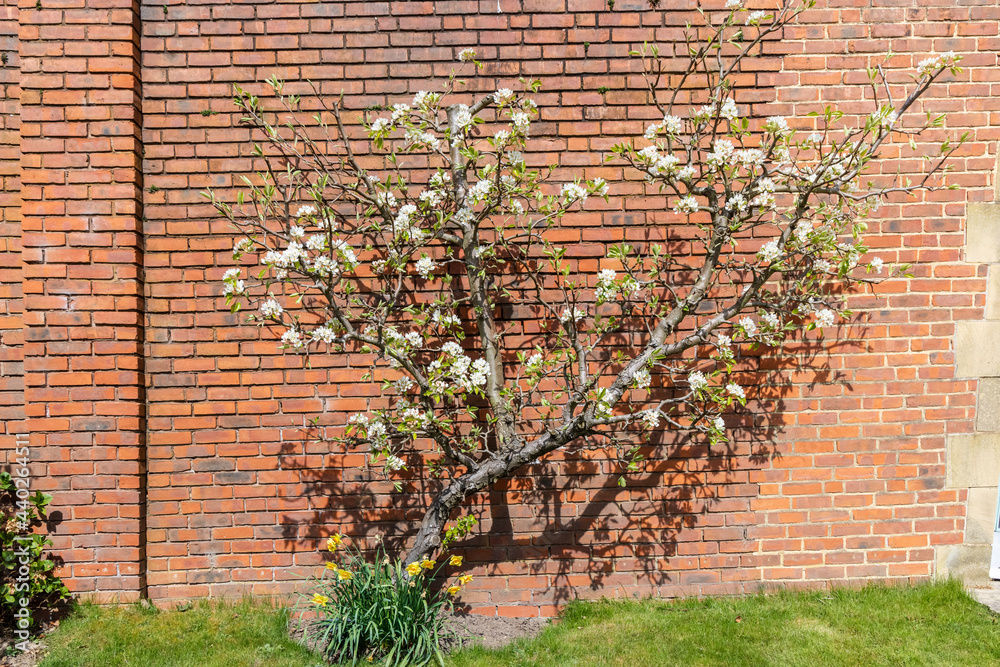 Espaliered flowering fruit tree growing against red brick wall. Stock ...