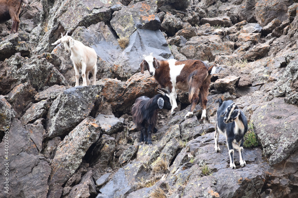 Goats over Peaks of Rocks in High Mountain, Laguna de la Niña Encantada ...