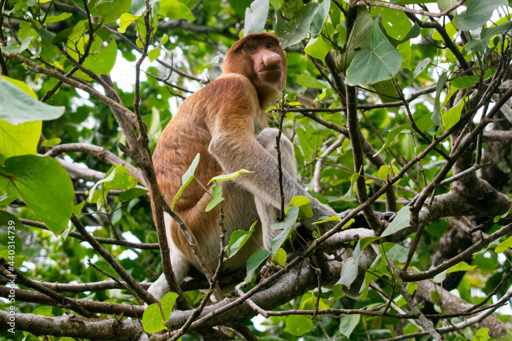 proboscis monkey on the tree in malaysian borneo Stock Photo | Adobe Stock