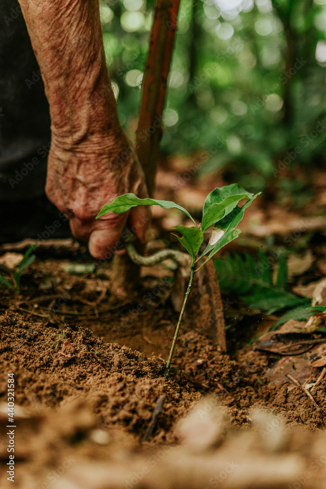 plantando muda de árvore na mata atlântica Stock Photo | Adobe Stock