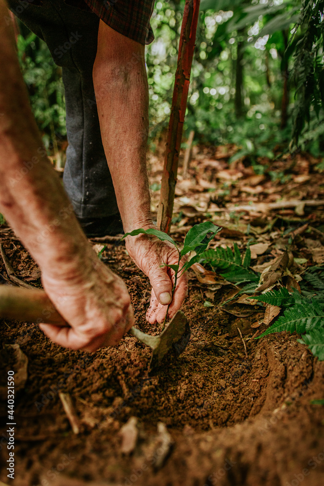 plantando árvore na natureza muda de árvore Stock Photo | Adobe Stock
