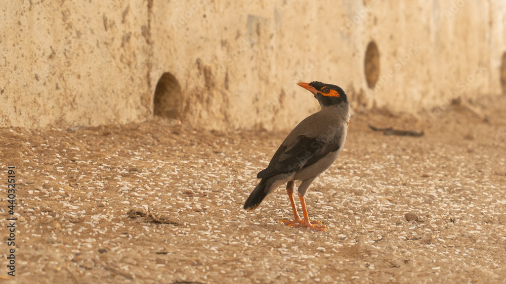 Bank myna bird looking back to rotate head in aggressive Stock Photo ...