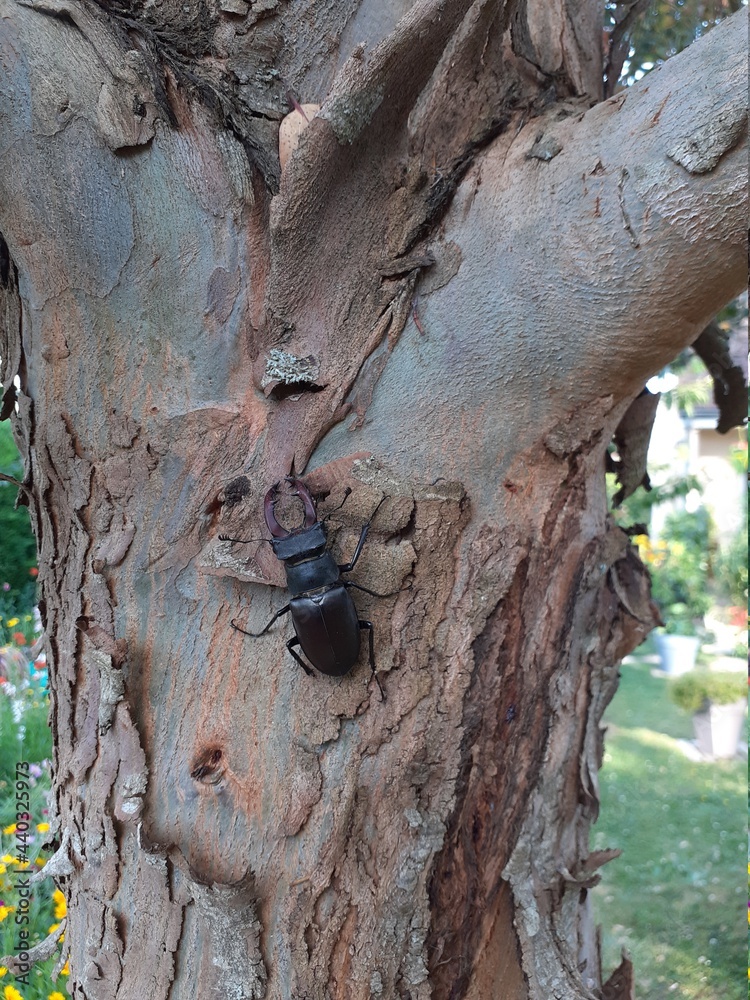 Lucanus cervus | Lucane cerf-volant ou scarabée mâle brun-noir à ...