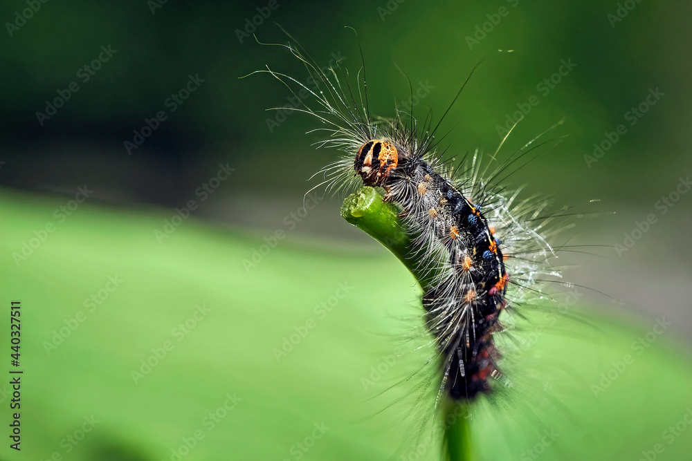 Raupe des Schwammspinners ( Lymantria dispar ). foto de Stock | Adobe Stock