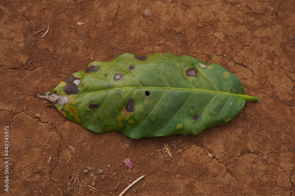 Fotografia do Stock: coffee berry disease Plant disease of coffee ...