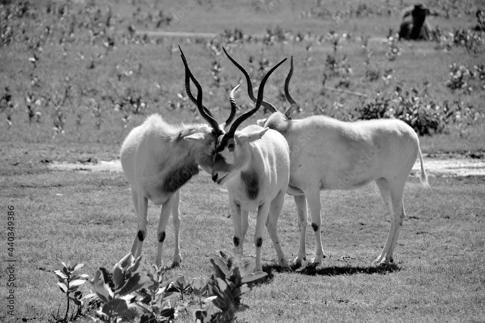Addax (Addax nasomaculatus), also known as the white antelope and the ...