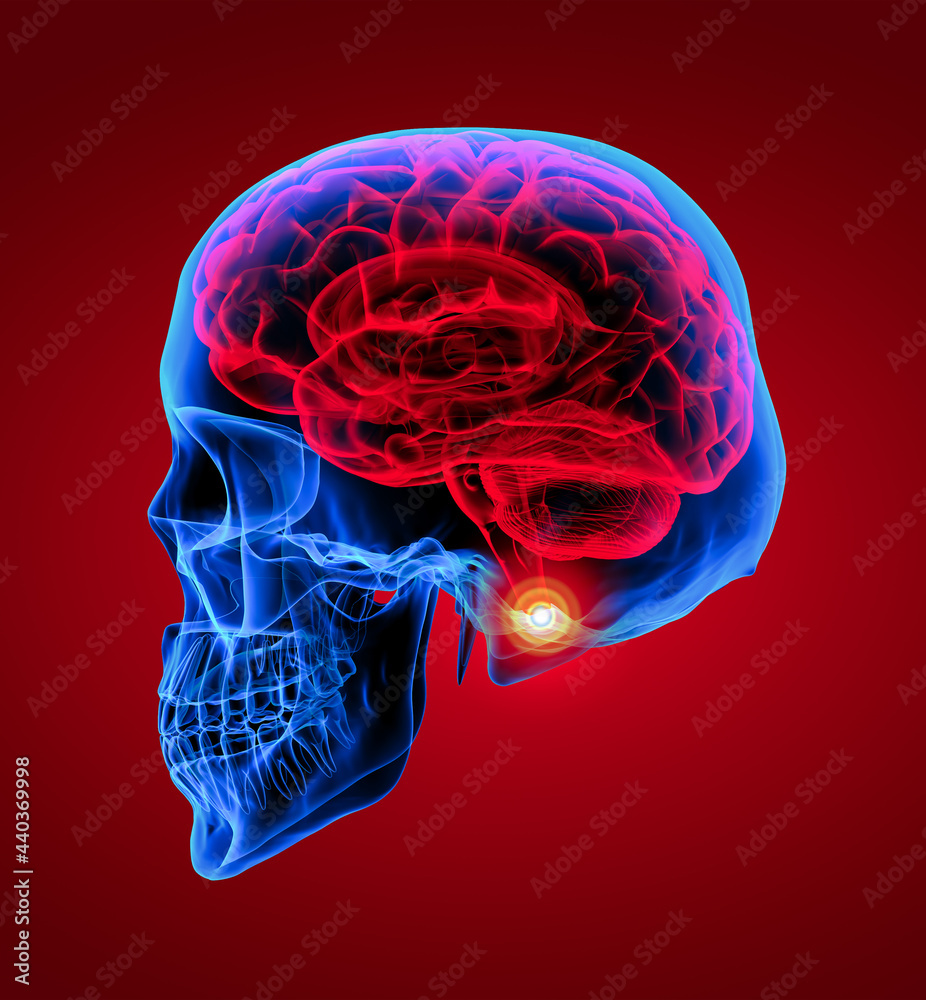 Human brain X ray - side view Stock Illustration | Adobe Stock