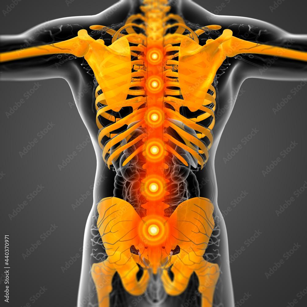 3D medical illustration of the human skeleton Stock Illustration ...