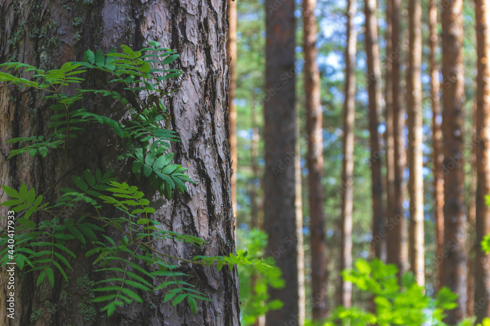 Pine trees in a forest in northern Russia on a sunny summer day ...
