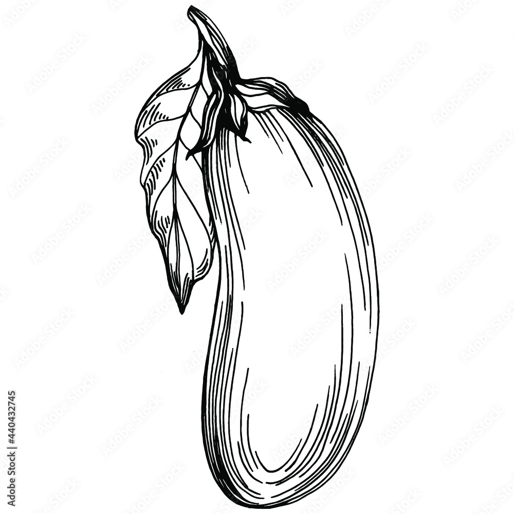 Brinjal Drawing
