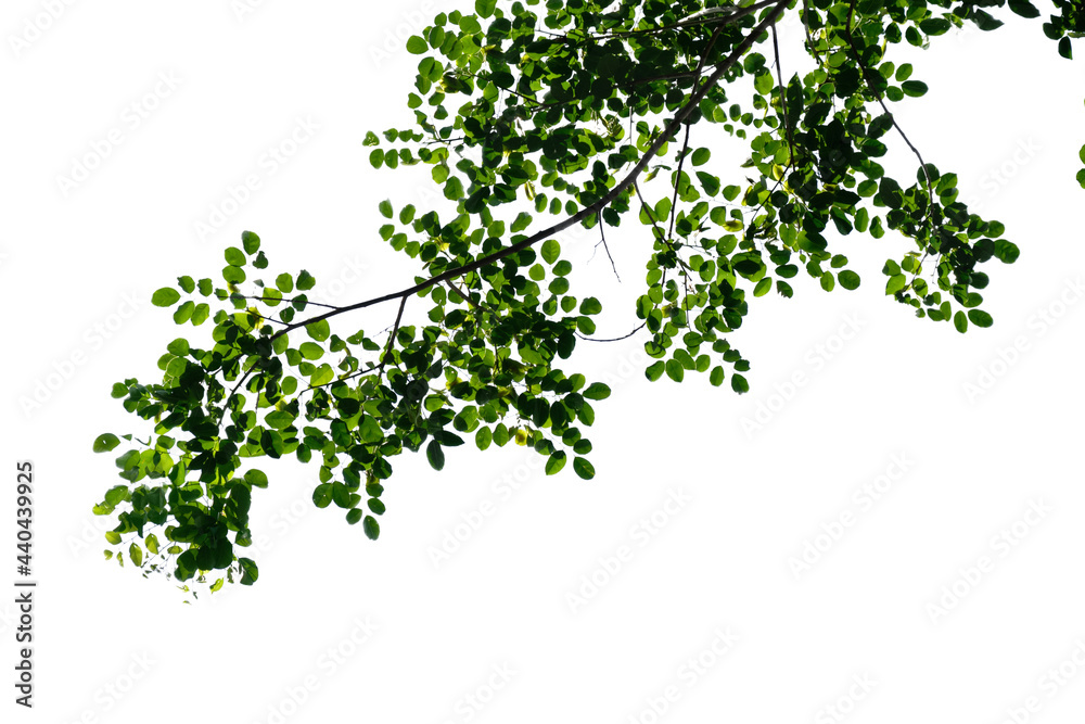 green tree branch isolated on white background, nature background Stock ...
