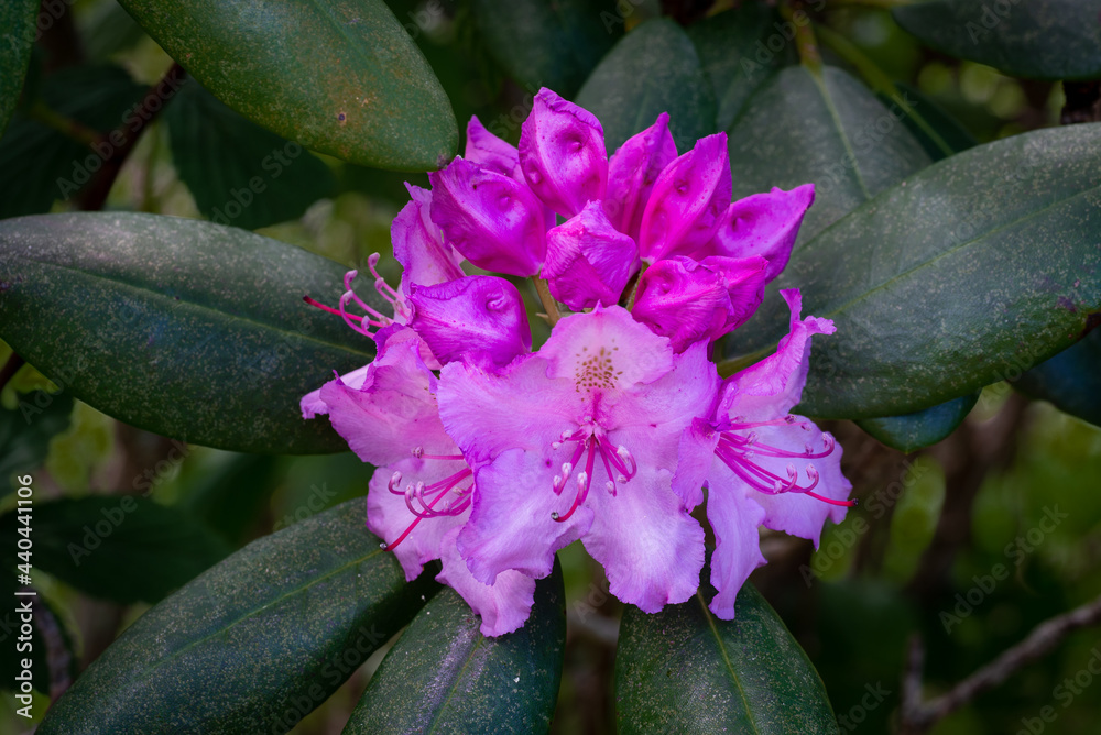 Flower cluster of catawba rhododendron (Rhododendron catawbiense) in ...