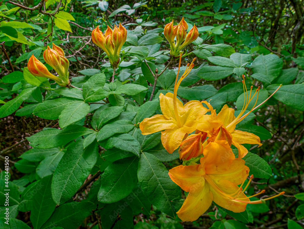 Flowers and flower buds of flame azalea (Rhododendron calendulaceum) in ...