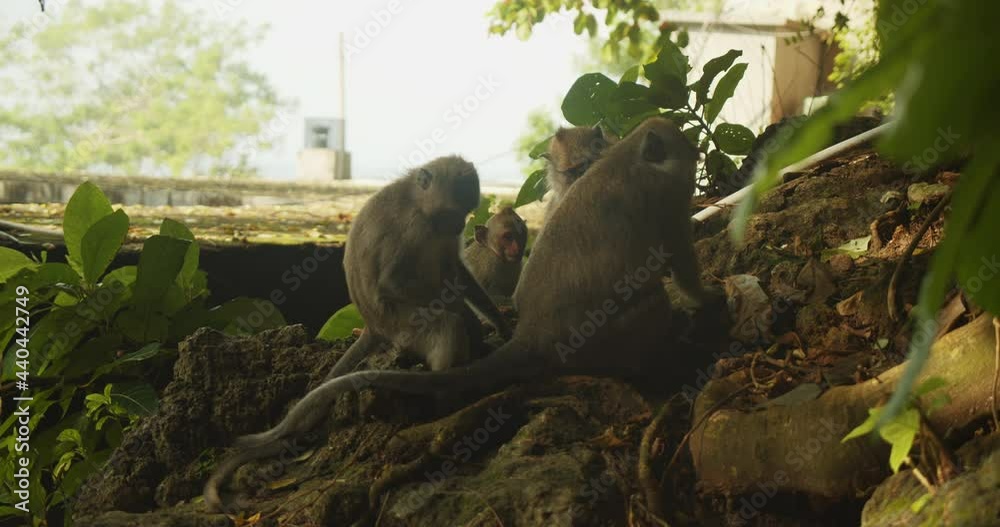 Monkey family sitting in shadow place under trees. Animals in wildlife ...