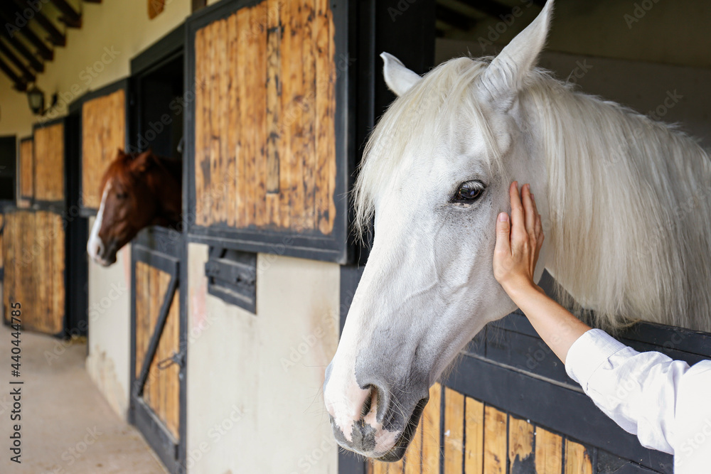 Bond between human and animal concept. Unrecognizable young woman ...