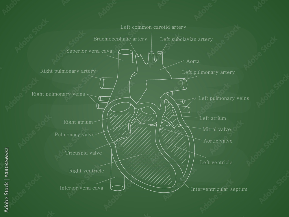 Human cardiac system with descriptions. Educational diagram with human ...