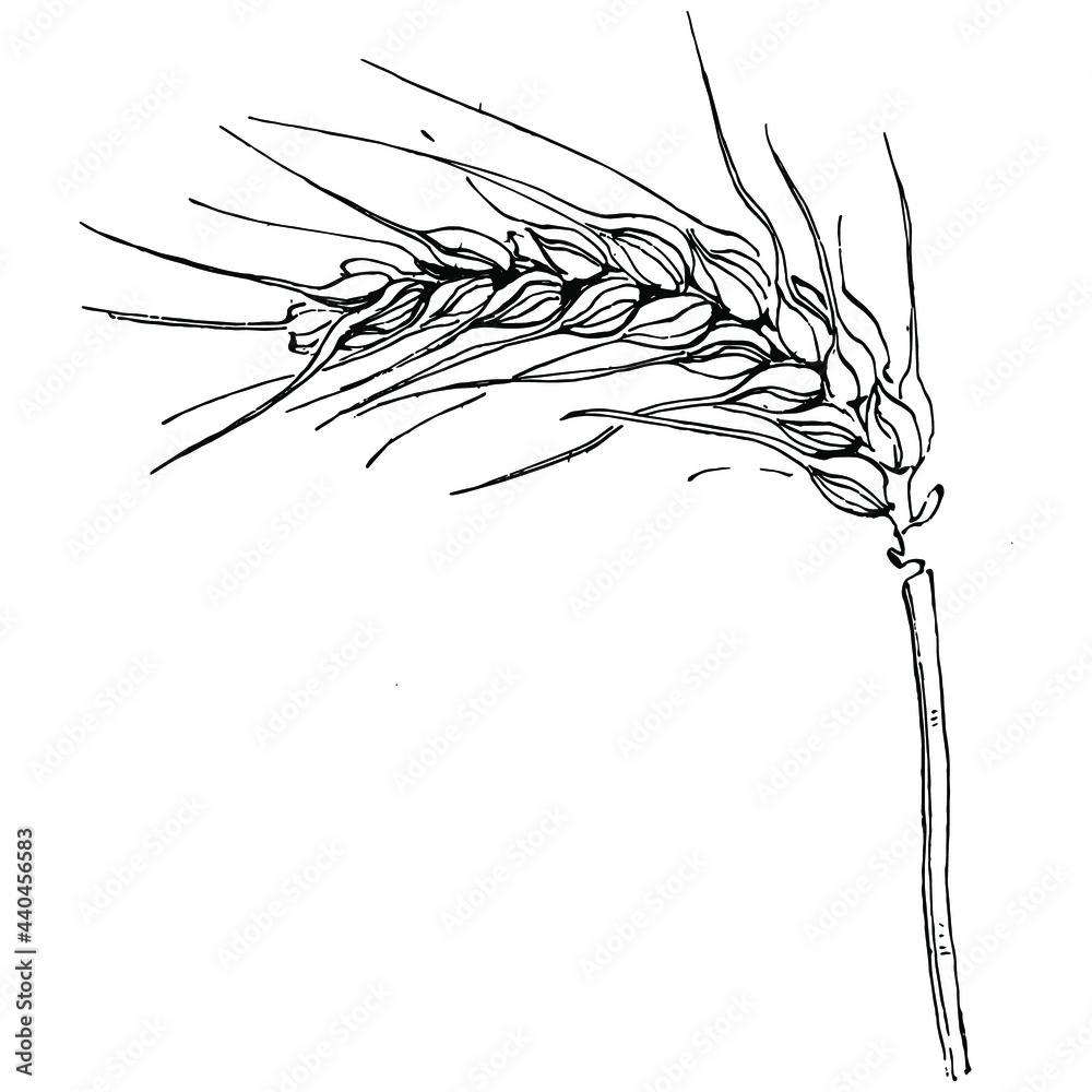 Wheat ears hand drawings. Engraving vintage illustration symbol of ...
