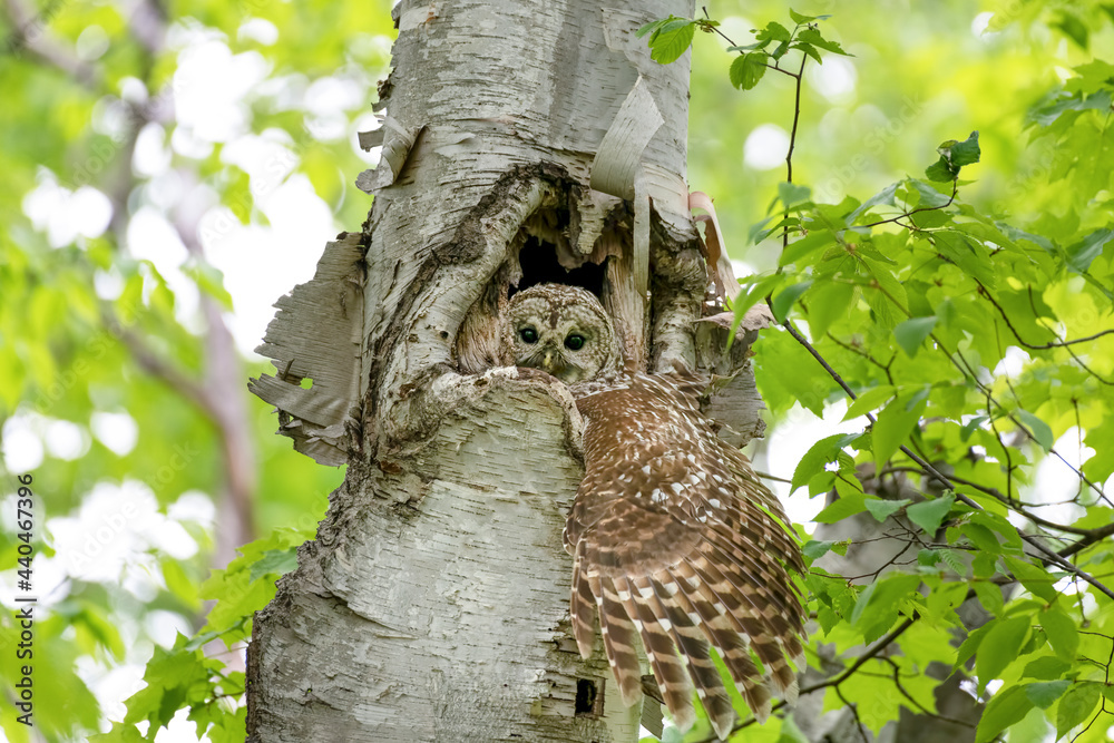 Barred owl in her nest inside a tree, looking out with one large wing ...