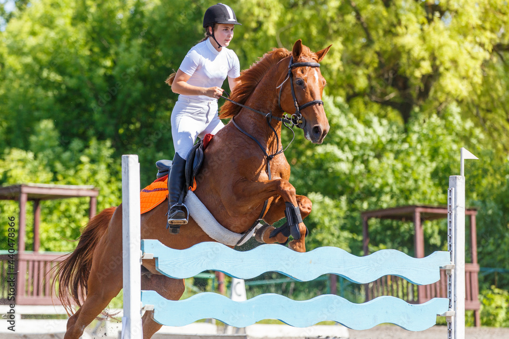 Young horse rider girl jumping over a barrier on show jumping course in ...