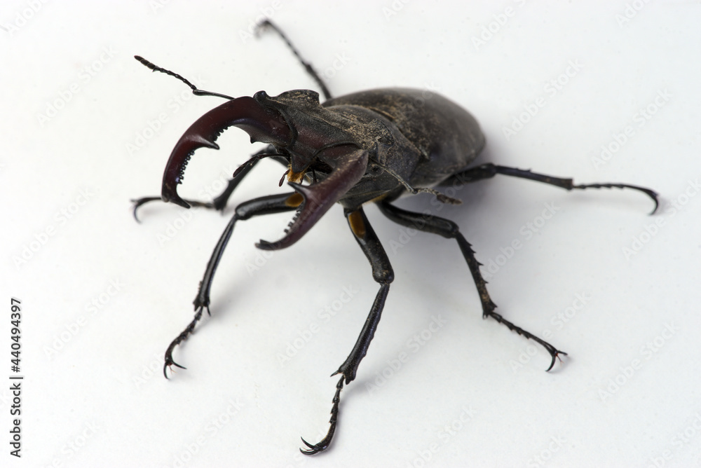 Stag beetle, male Lucanus cervus with jaws, mandible beetle Stock Photo ...
