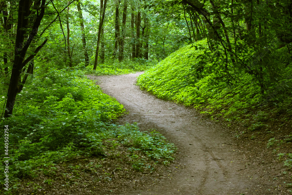 Green forest winding path. A curve footpath going into a distance in a ...