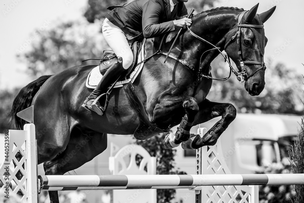 Black And White Horse Jumping Photography