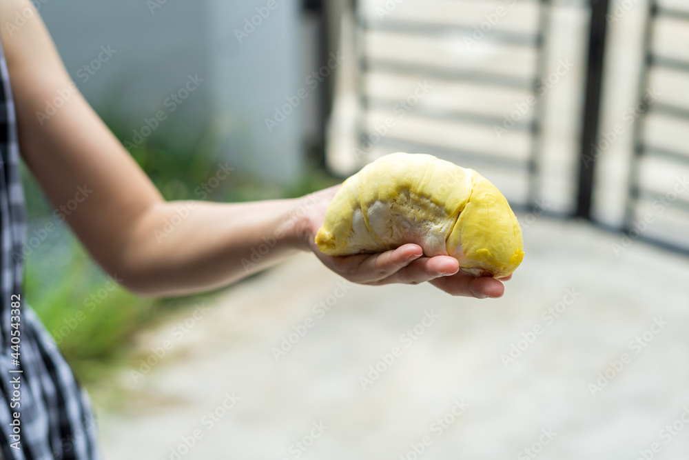 Close up A woman handle durian show the yellow durian meat to eat. The ...