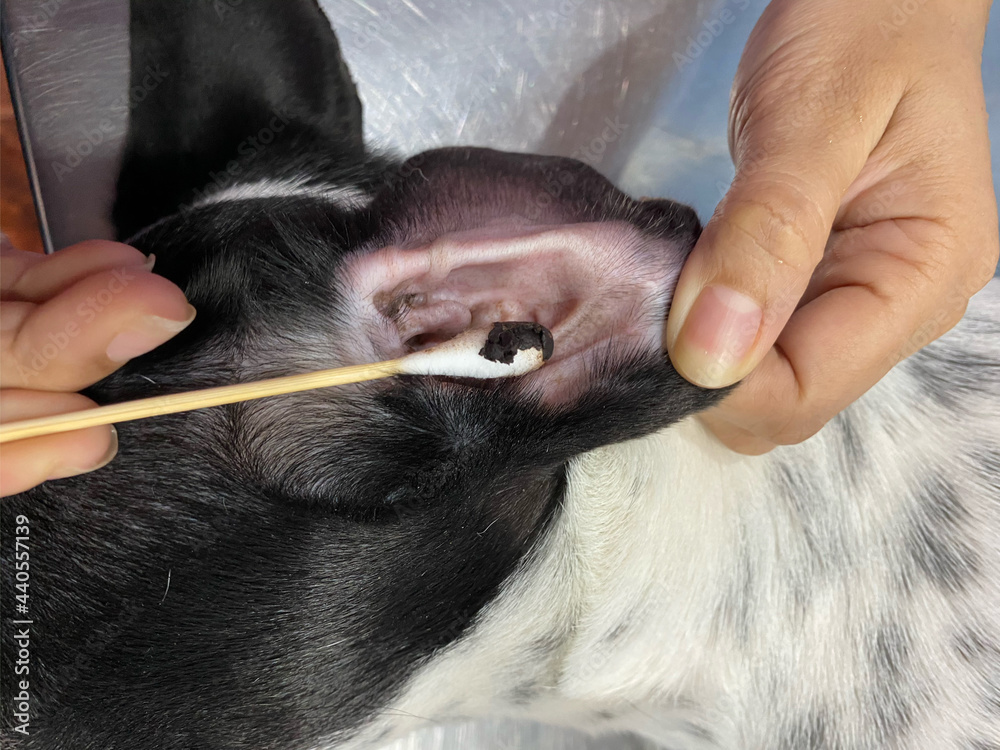 Why Is My Dog s Ear Full Of Wax At Robert Keck Blog Why Is My Dog s Ear Full Of Wax At Robert Keck Blog