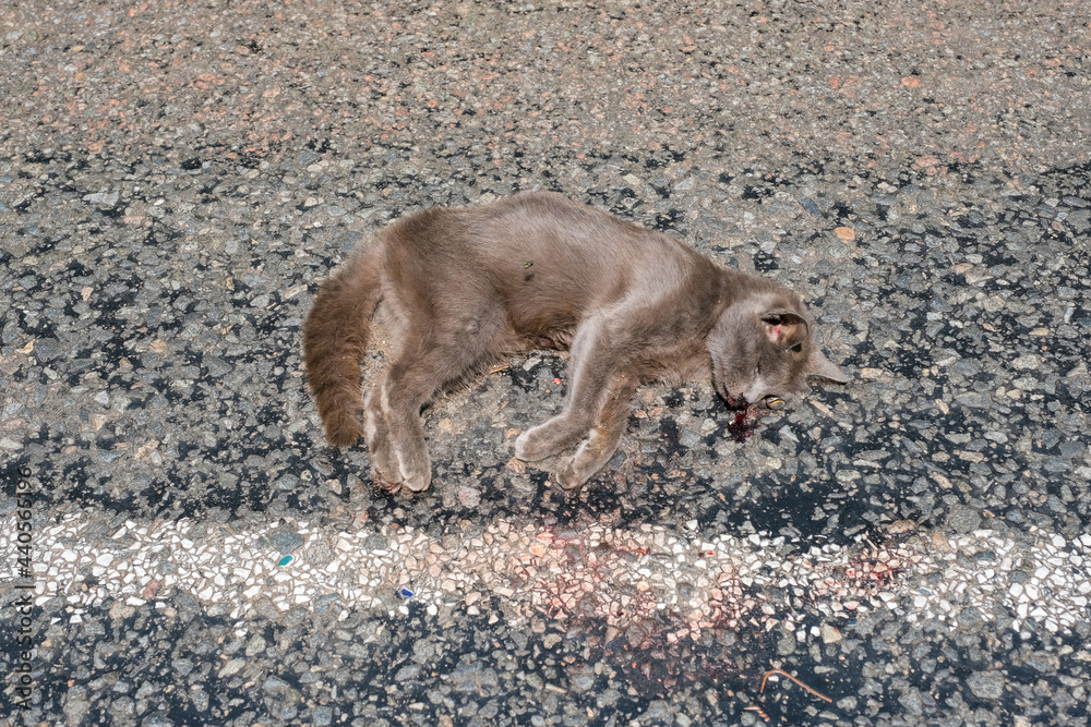 Brown dead cat killed on the road. Pets died killed by careless drivers ...